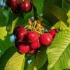 Lapins Cherry Tree For Sale - 4'-5' Bare Root Grafted Tree