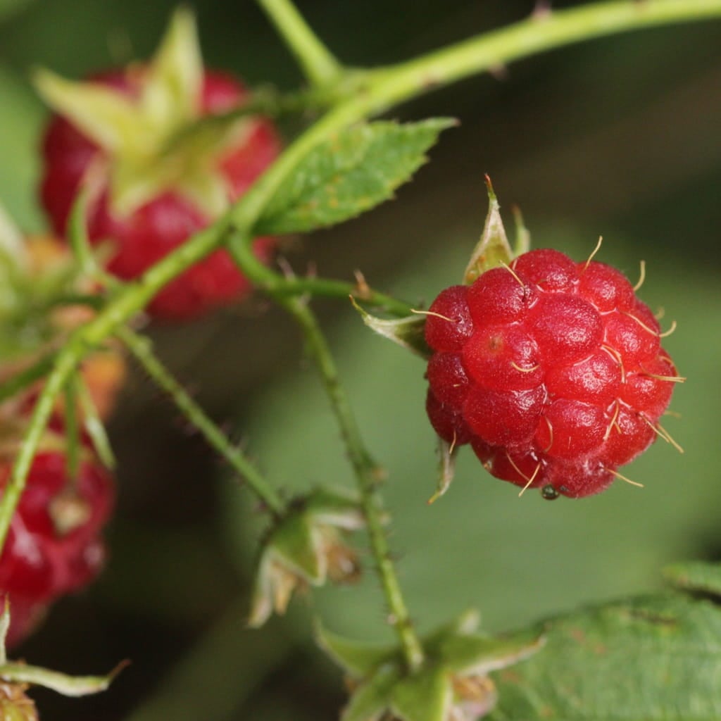 September Red Raspberry Plant For Sale - 12"-18" Bare Root Plant