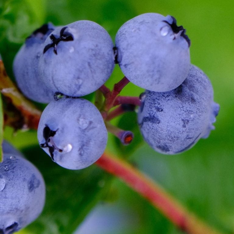 Legacy Blueberry Plant For Sale - 10"-14" Tall, 1 Liter Pot Plant