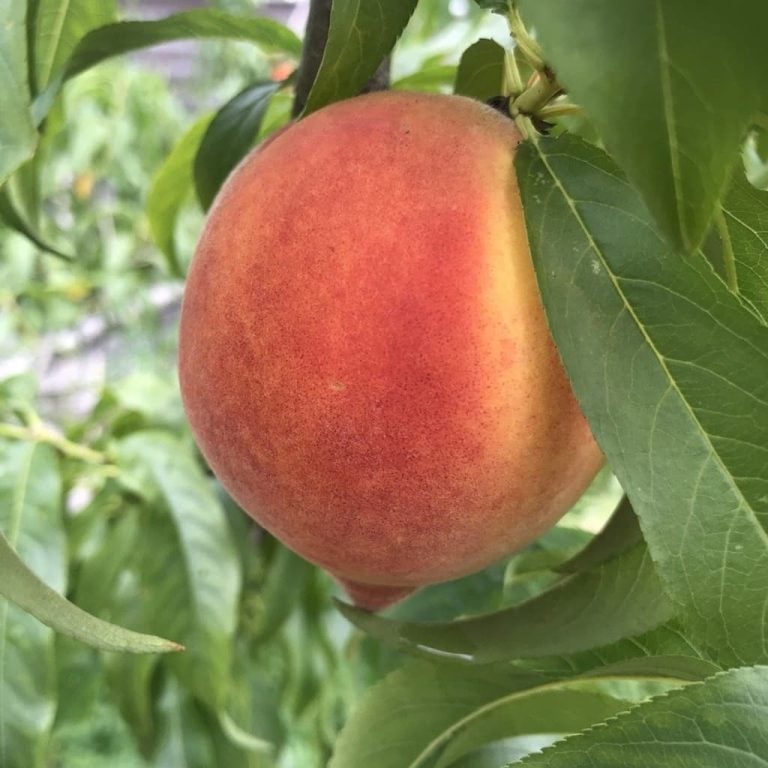 Loring Peach Tree For Sale - 4'-5' Bare Root Grafted Tree