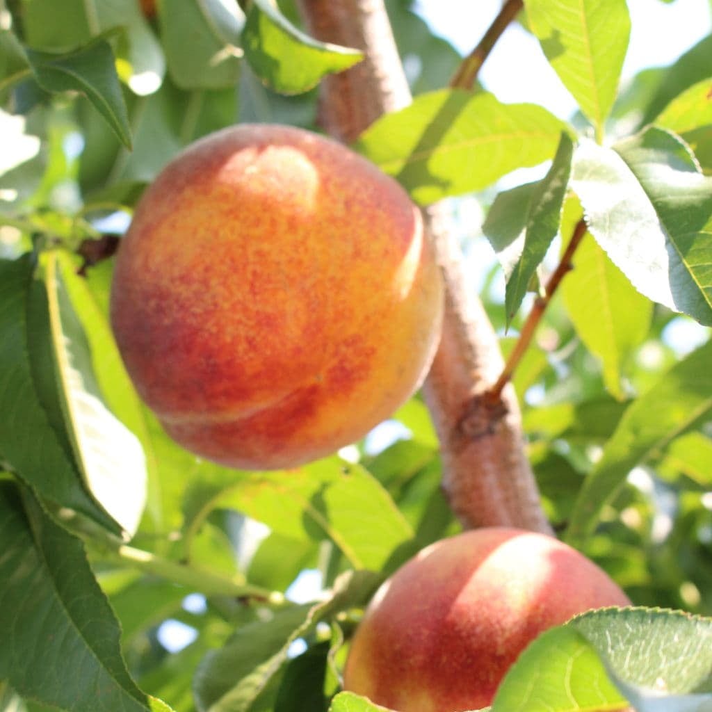 Majestic Peach Tree For Sale - 3'-4' Bare Root Grafted Tree
