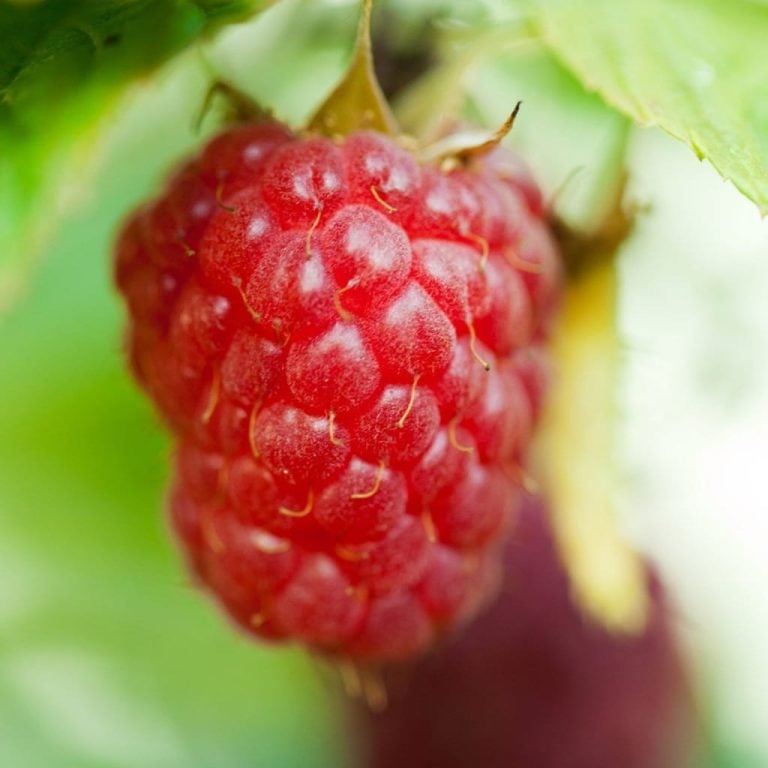 Mammoth Red Raspberry Plant For Sale - 12"-18" Bare Root Plant