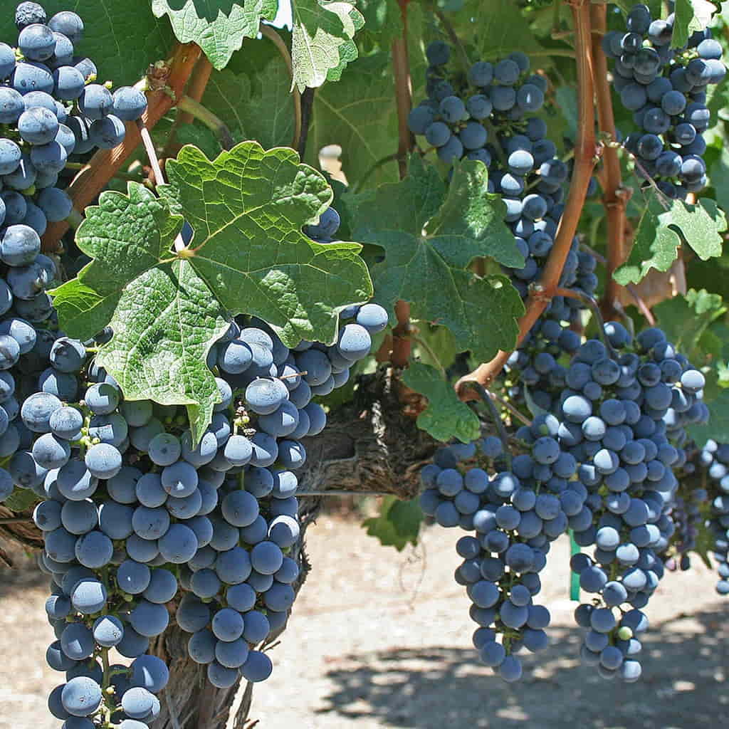 Grape Vines For Sale - Bare Root 1-2ft Grafted