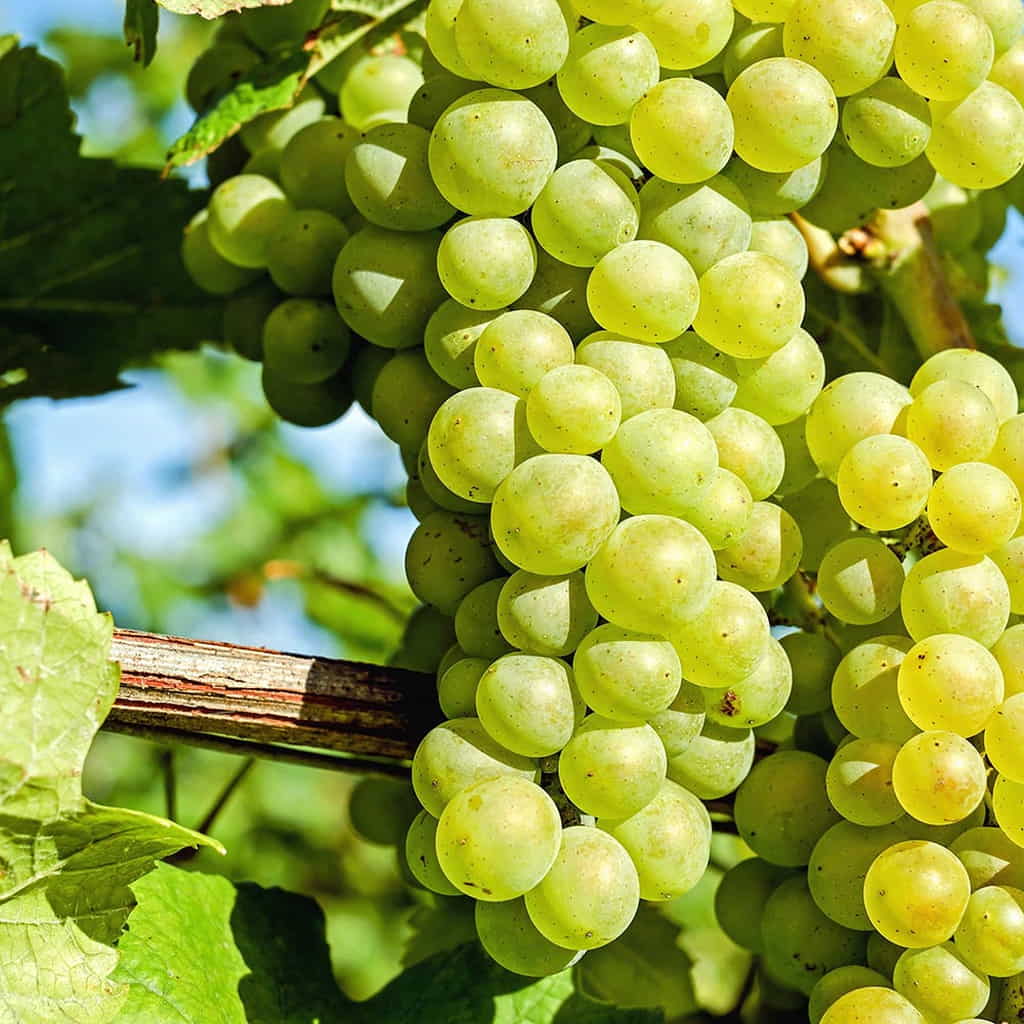 King Of The North Grape Vine For Sale - 1-2ft Bareroot