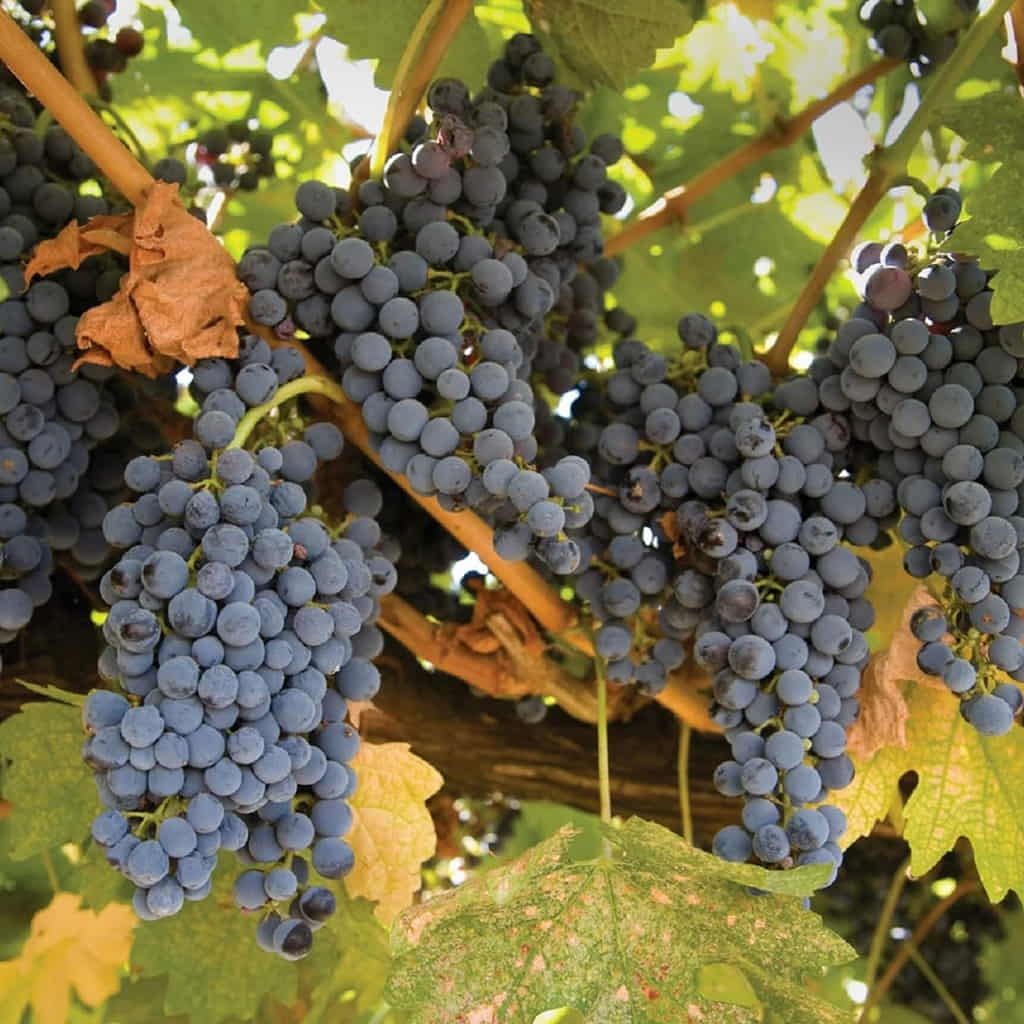 King Of The North Grape Vine For Sale - 1'-2' Bare Root Vine