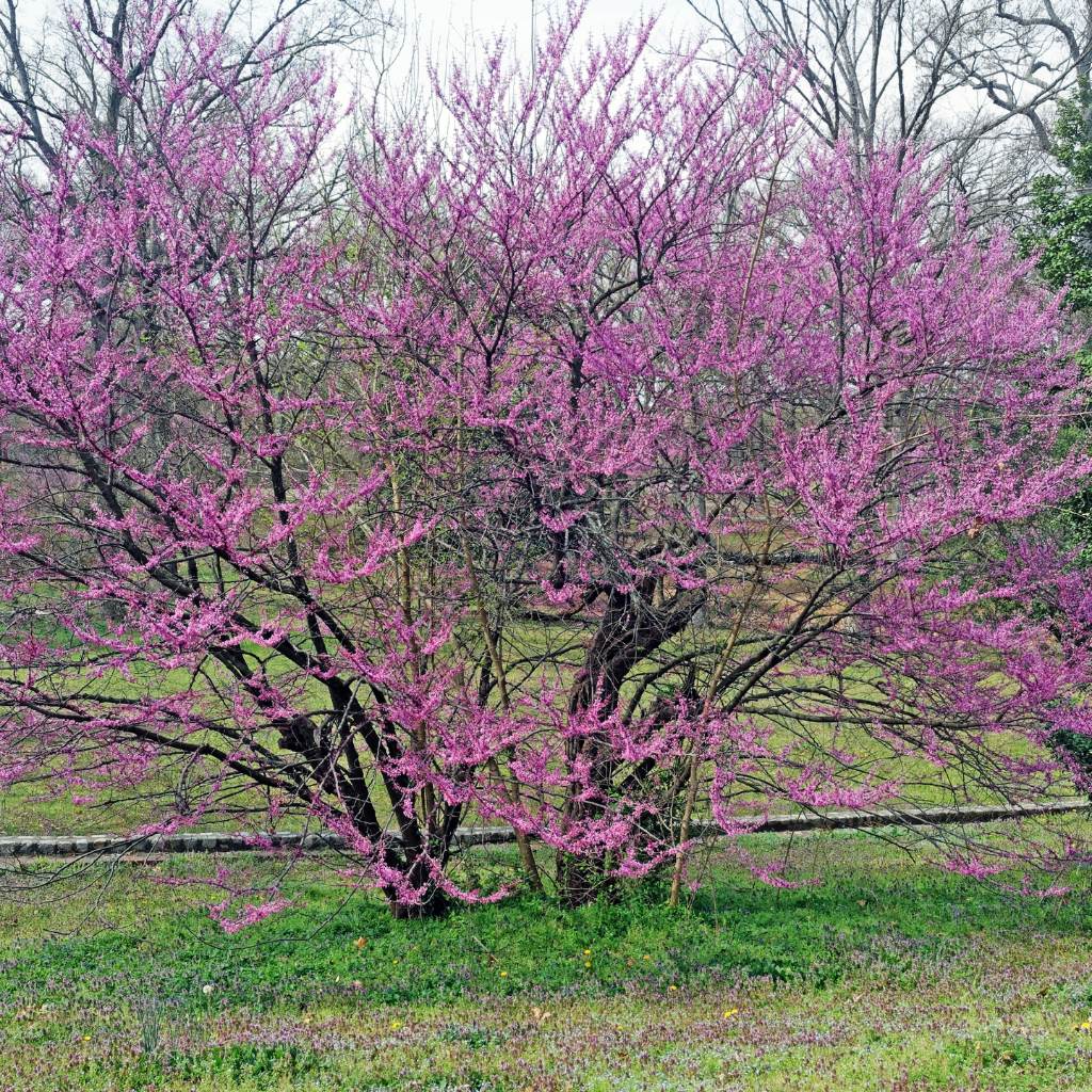 Merlot Redbud Tree For Sale - 4'-5' Bare Root Grafted Tree