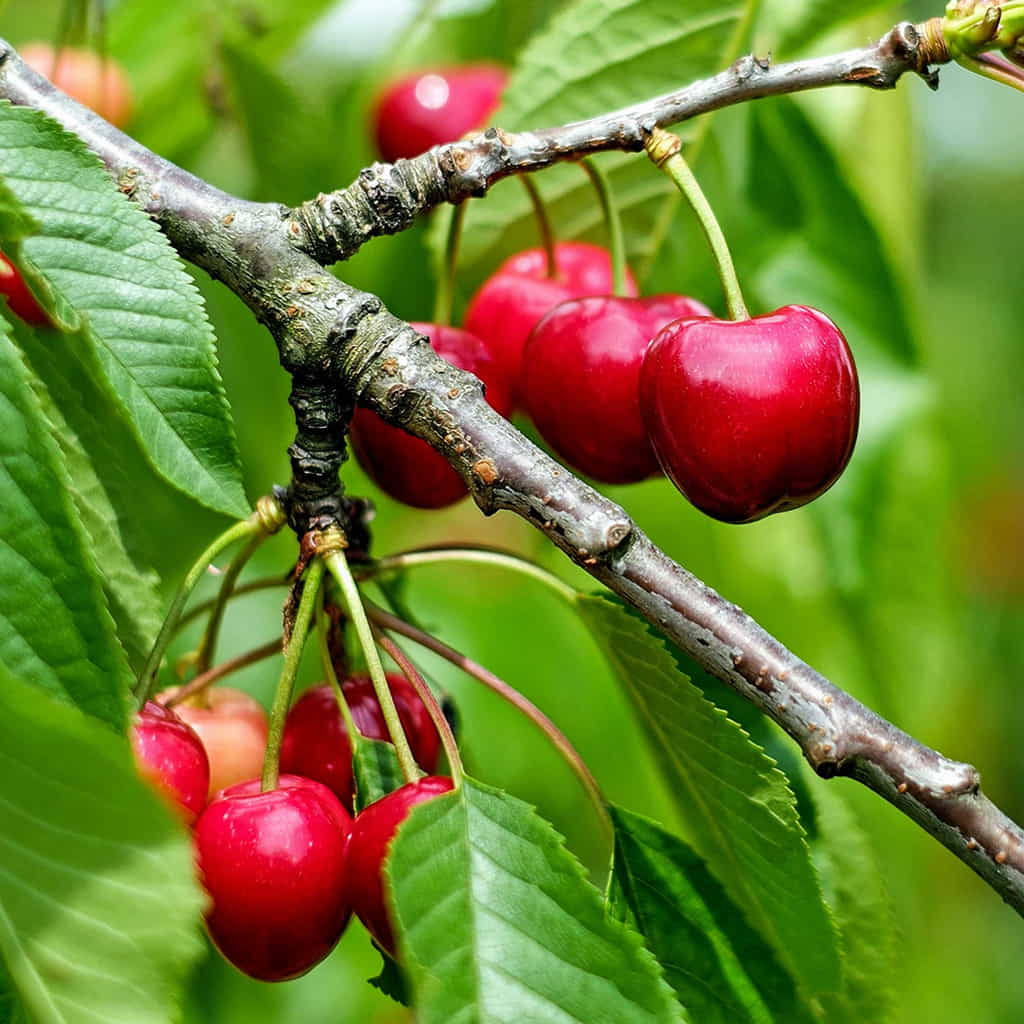 Meteor Cherry Tree For Sale - 4'-5' Bare Root Grafted Tree