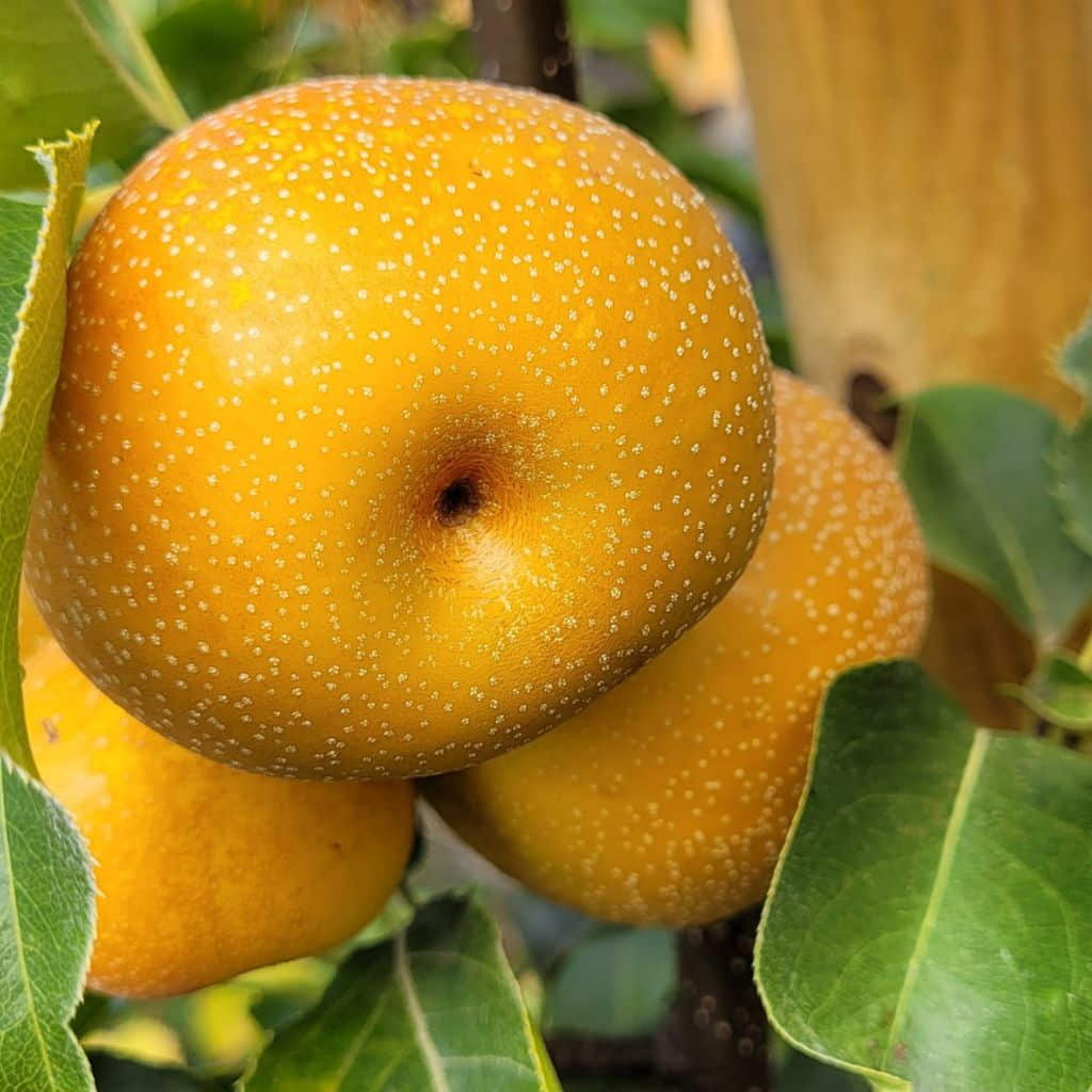 Shinko Asian Pear Tree For Sale - 4'-5' Bare Root Grafted Tree