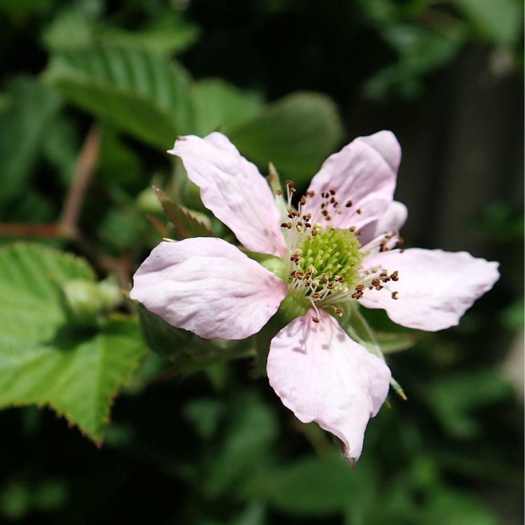 Navaho Blackberry Plant For Sale - 12"-18" Bare Root Plant