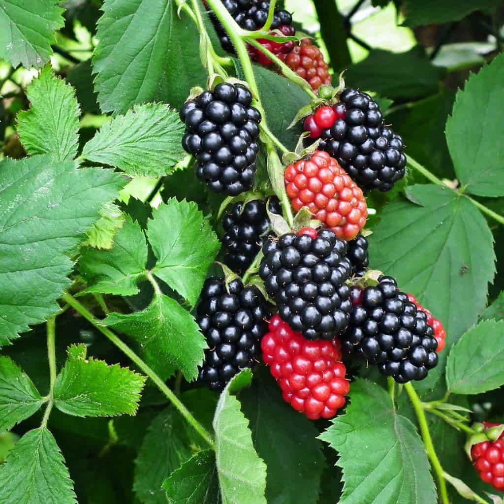Navaho Blackberry Plant For Sale - 12"-18" Bare Root Plant