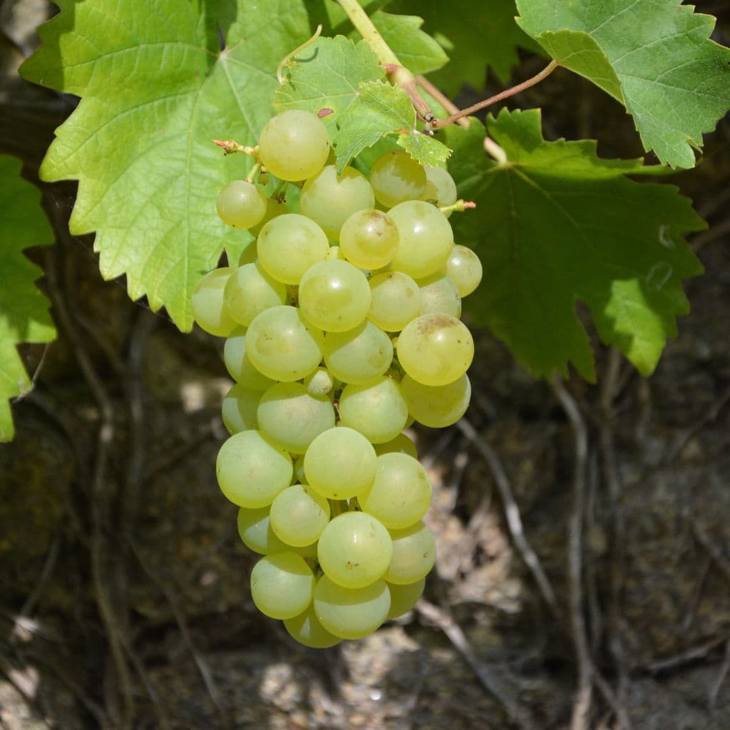 Neptune Grape Vine For Sale - 1'-2' Bare Root Vine