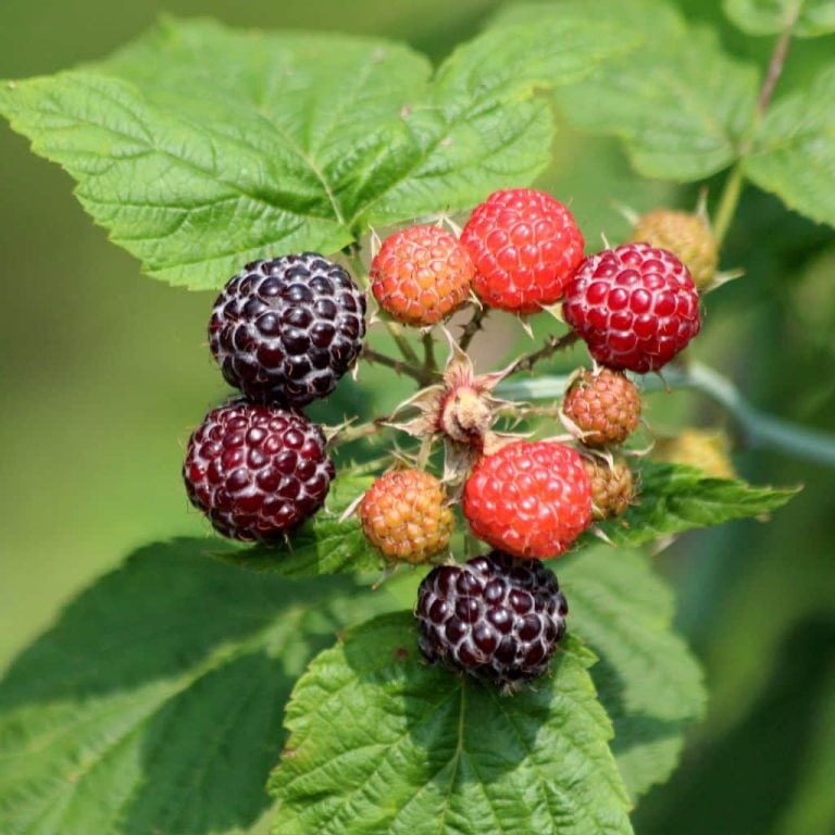 Niwot Black Raspberry Plant For Sale - 12"-18" Bare Root Plant