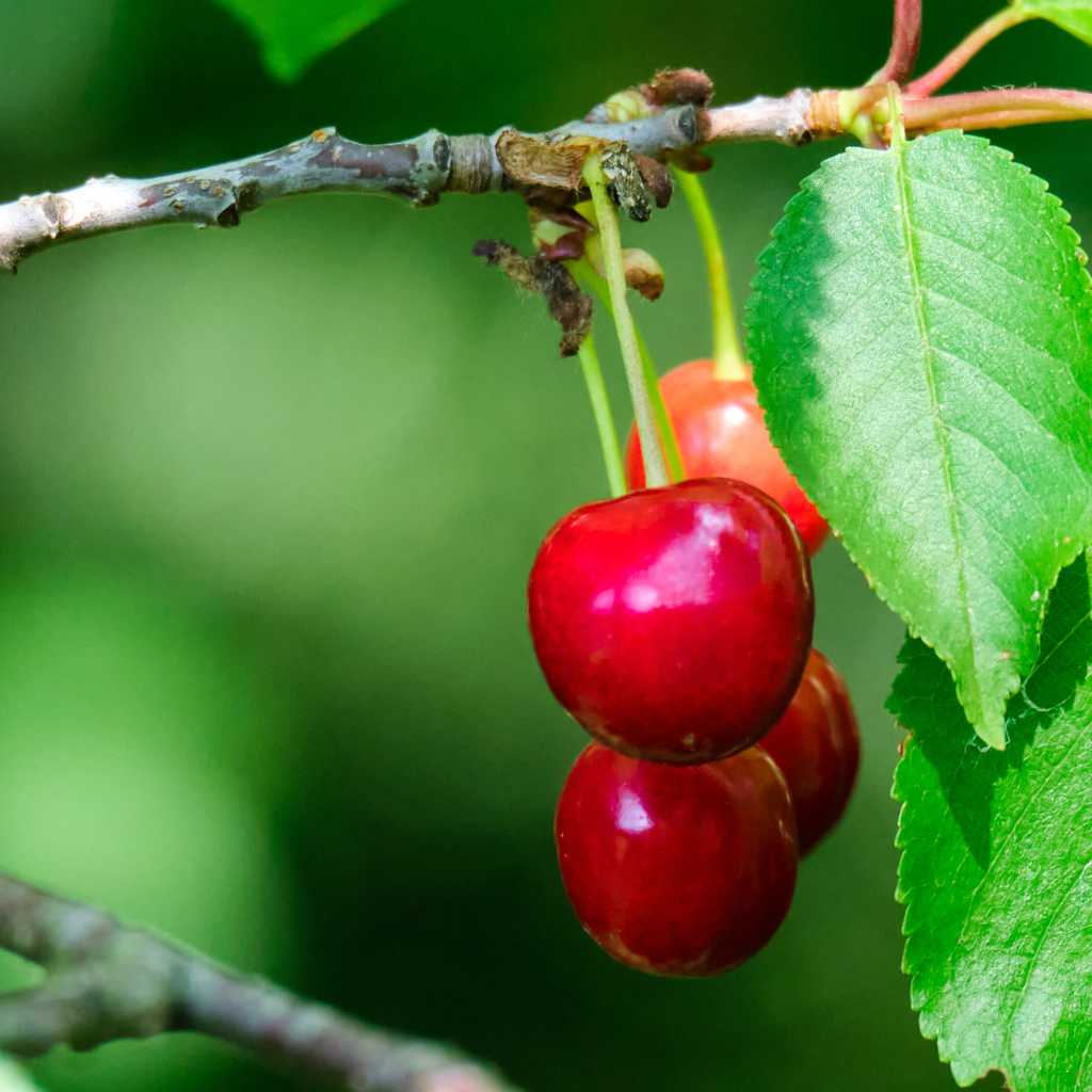 Royal Ann Cherry Tree For Sale - 4'-5' Bare Root Grafted Tree