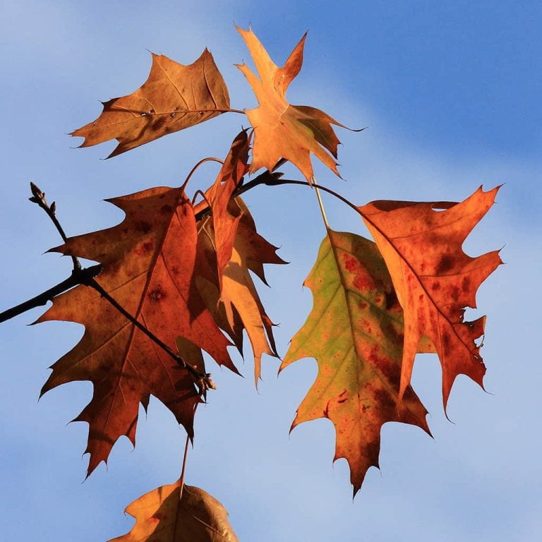 Northern Red Oak Tree For Sale - 1'-2' Bare Root Seedling Tree