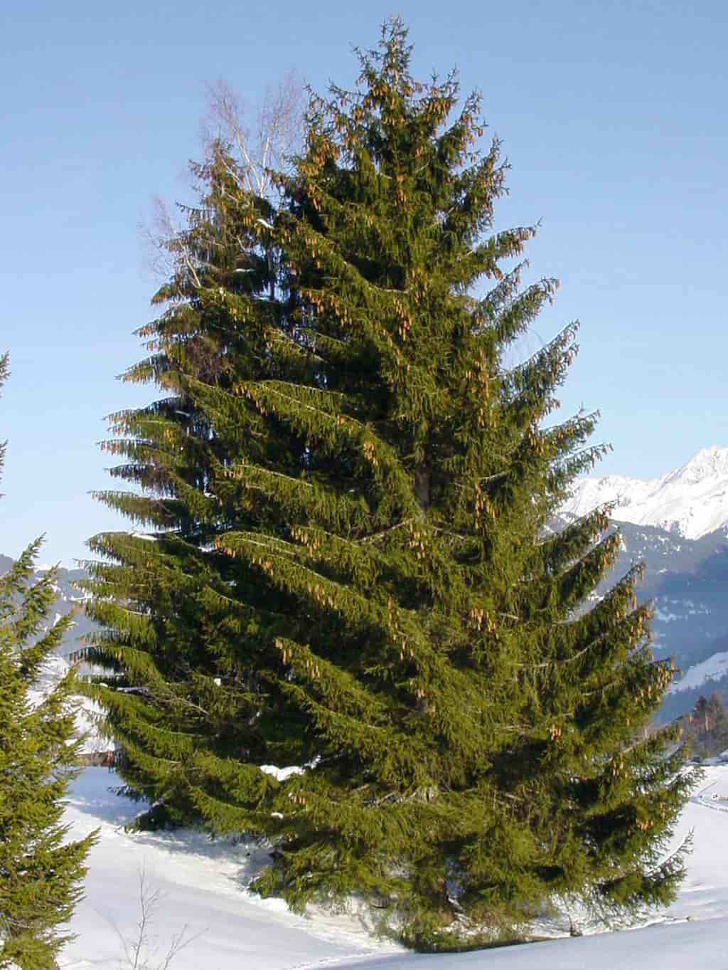Norway Spruce Tree For Sale - 8"-12" Bare Root Seedling Tree