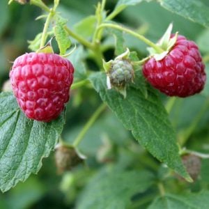 Nova Raspberry Plant For Sale - 12"-18" Bare Root Plant