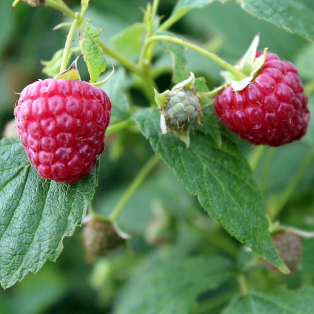 Nova Raspberry Plant For Sale - 12"-18" Bare Root Plant
