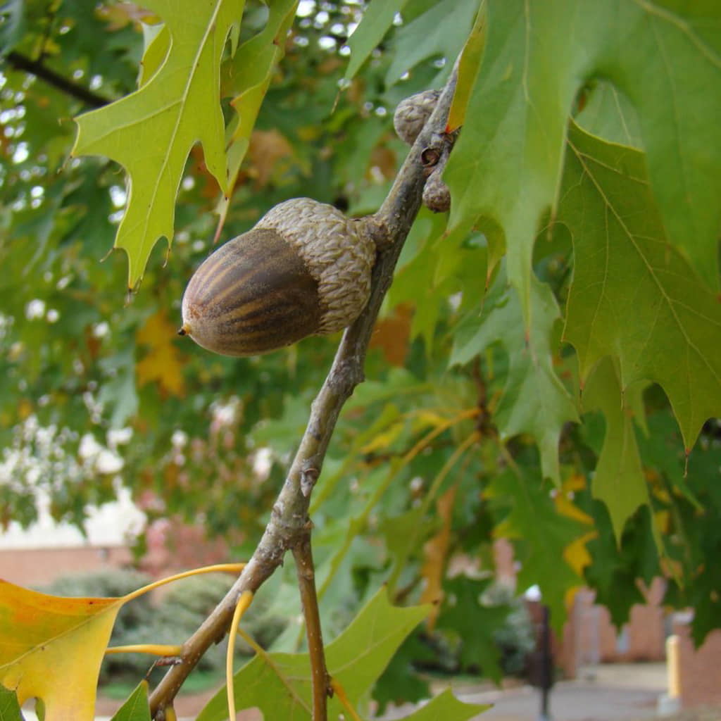 Nuttall Oak Tree For Sale - 1'-2' Bare Root Seedling Tree