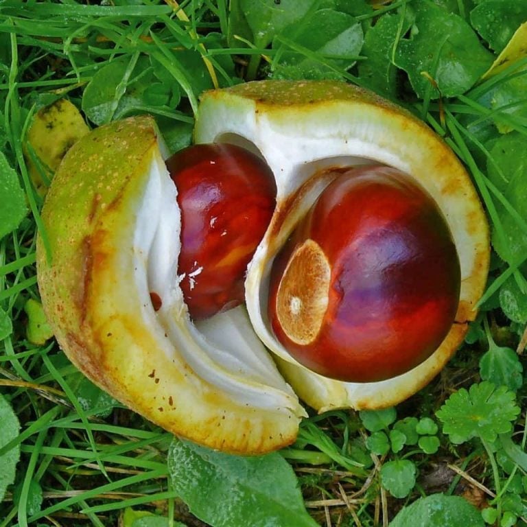 Ohio Buckeye Tree For Sale - 1'-2' Bare Root Seedling Tree