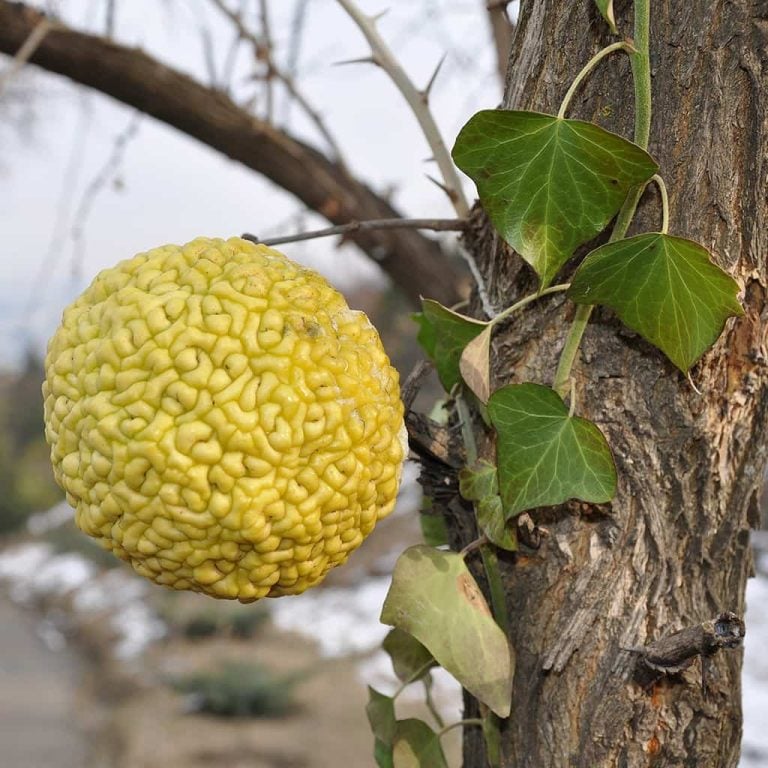 Osage Orange Tree For Sale - 1'-2' Bare Root Seedling Tree