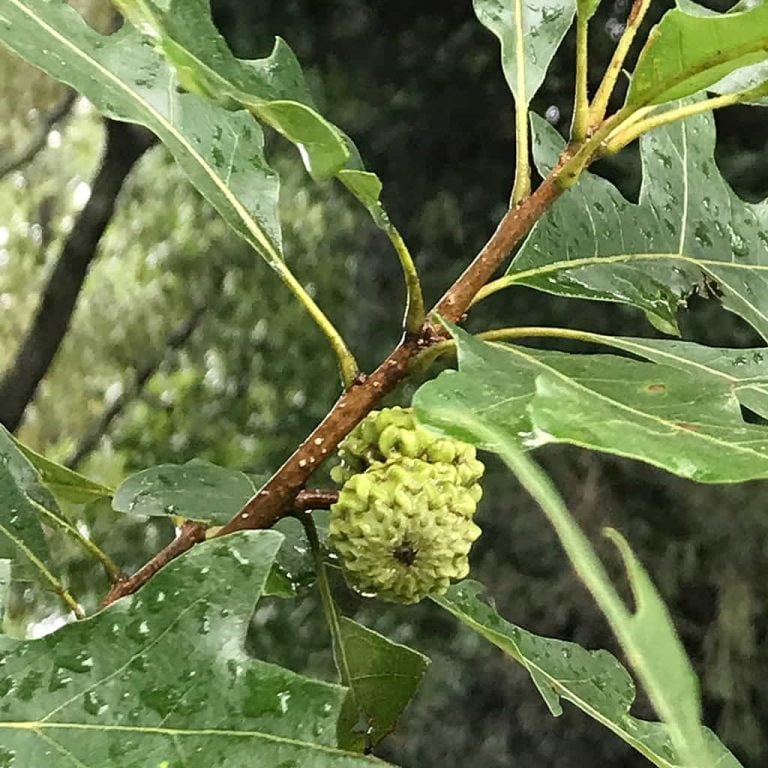 Overcup Oak Tree For Sale - 1'-2' Bare Root Seedling Tree