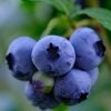Patriot Blueberry Plant For Sale - 10"-14" Tall, 1 Liter Pot Plant