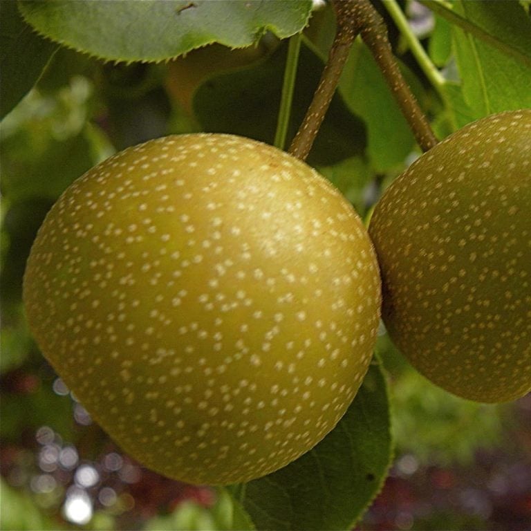 Bosc Pear Tree For Sale - 4'-5' Bare Root Grafted Tree