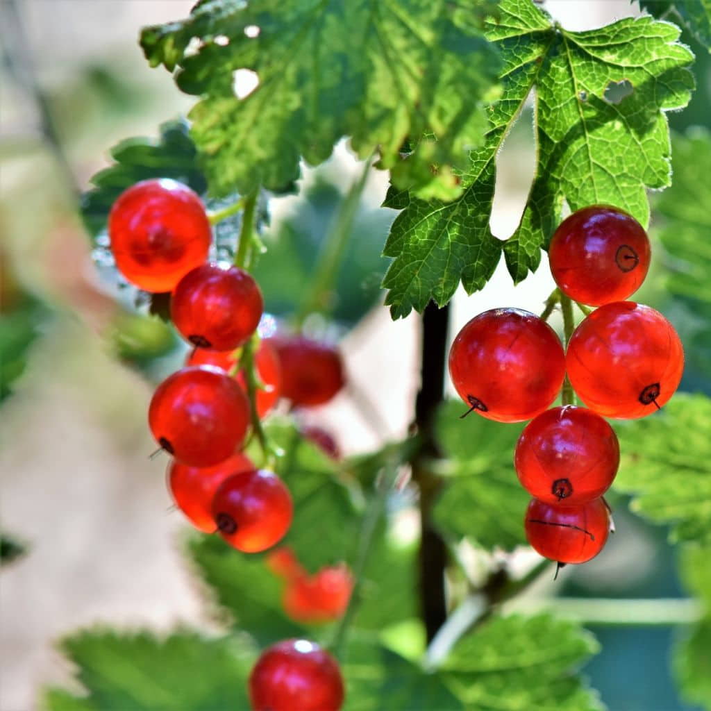 Perfection Red Currant Plant For Sale - 12"-18" Bare Root Plant
