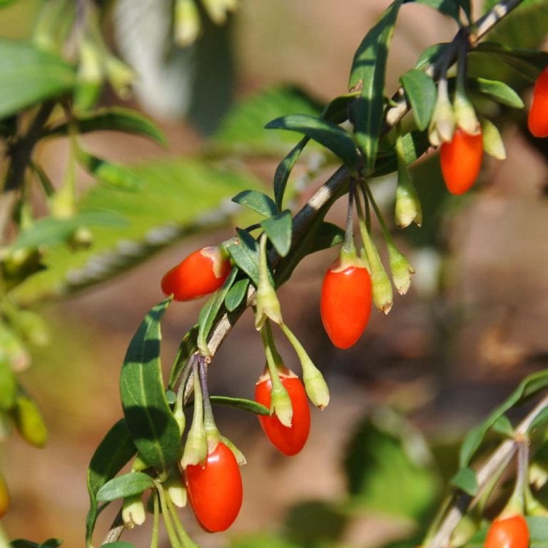 Goji Berry Plant For Sale - 2'-3' Bare Root Plant
