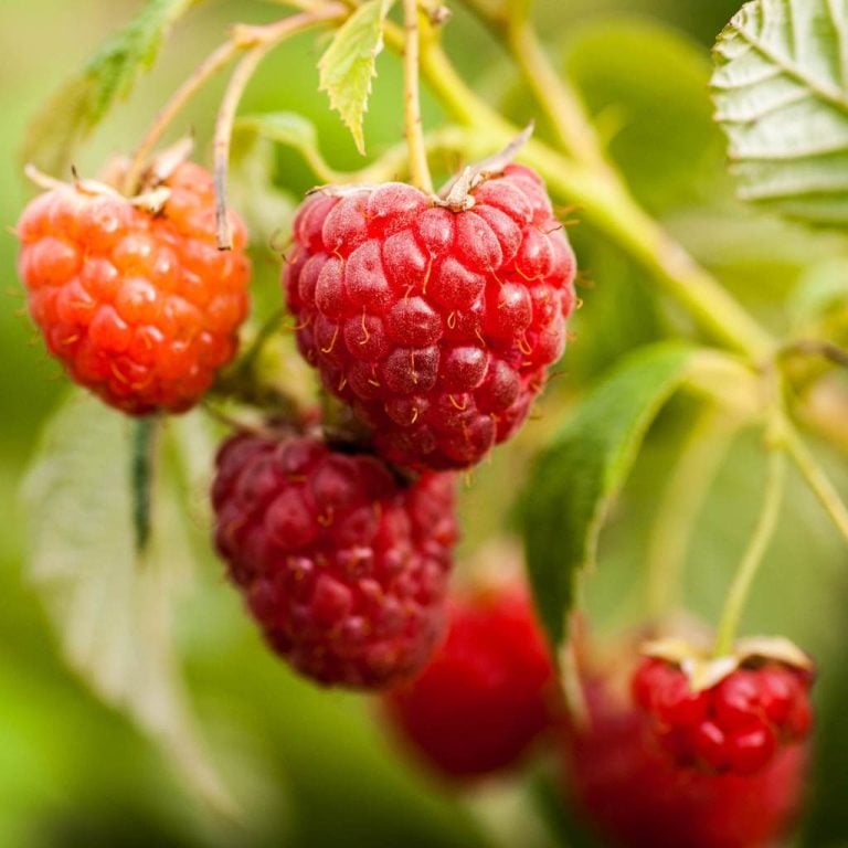 Raspberries For Sale - Bare Root Raspberry Plants