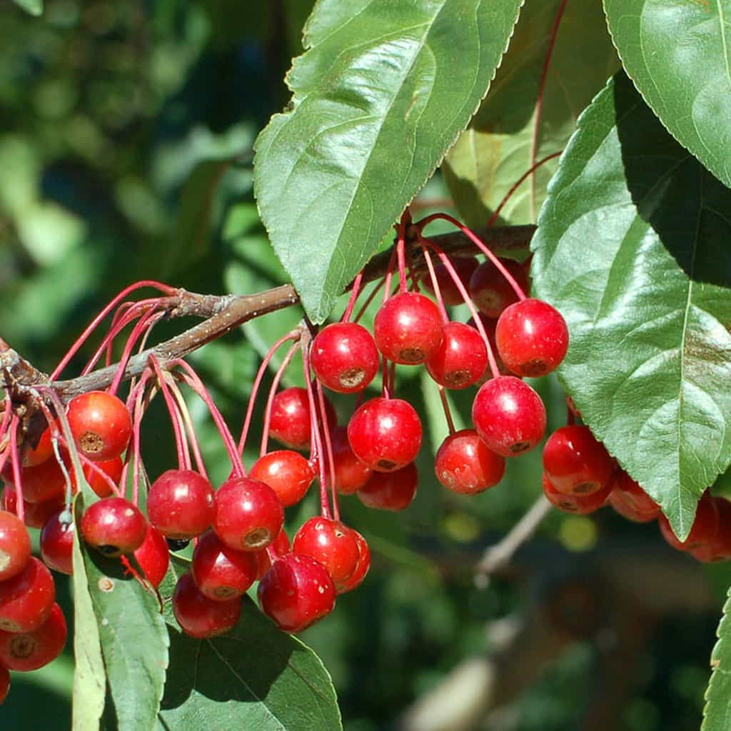 Prairie Fire Crabapple Tree For Sale - 4'-5' Bare Root Grafted Tree