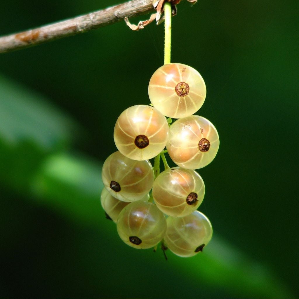 Primus White Currant Plant For Sale - 12"-18" Bare Root Plant