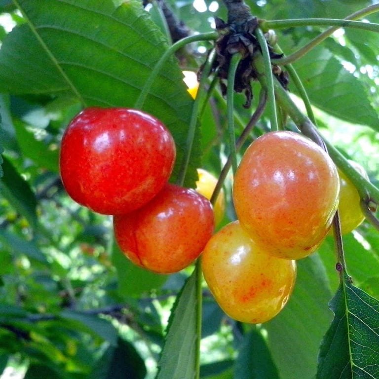 Royal Ann Cherry Tree For Sale - 4-5ft Bareroot Organic