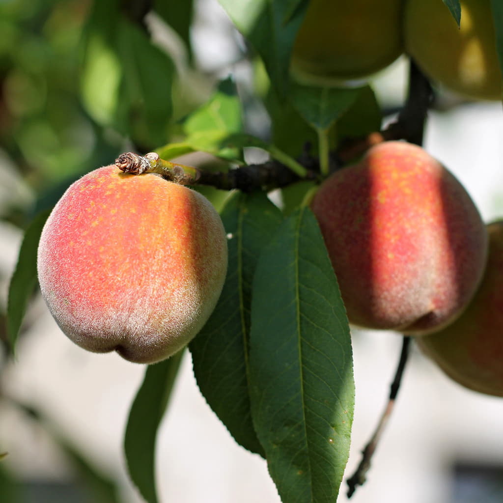 Ranger Peach Tree For Sale - 3'-4' Bare Root Grafted Tree