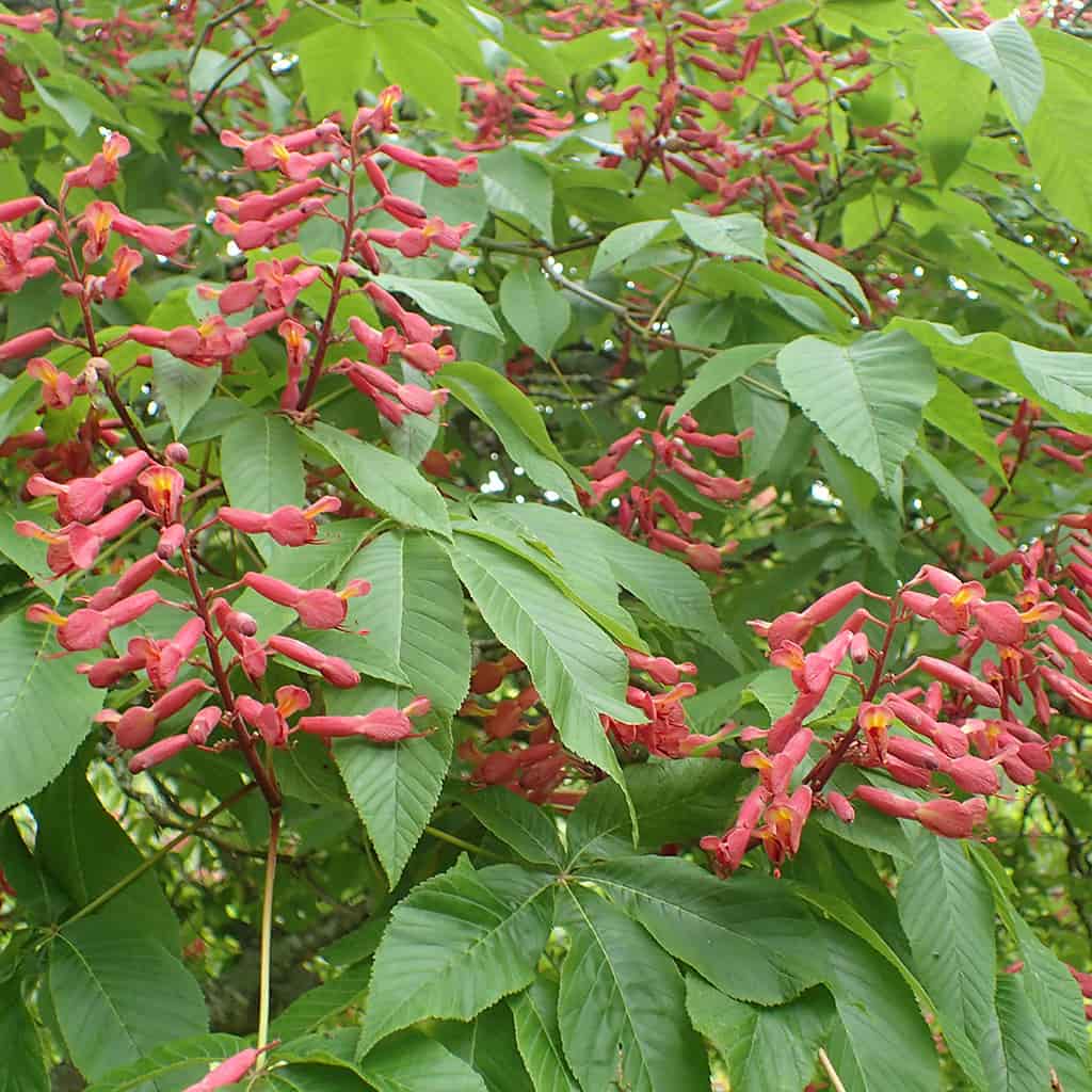 Red Buckeye Tree For Sale - 1'-2' Bare Root Seedling Tree