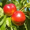 Red Gold Nectarine Tree For Sale - 4'-5' Bare Root Grafted Tree