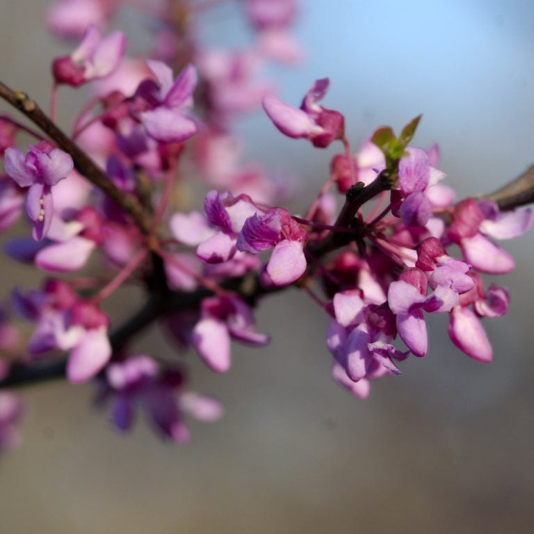 Redbud Tree For Sale - 1'-2' Bare Root Seedling Tree