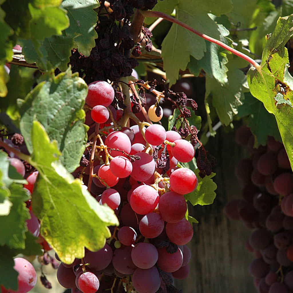 Grape Vines For Sale - Bare Root 1-2ft Grafted