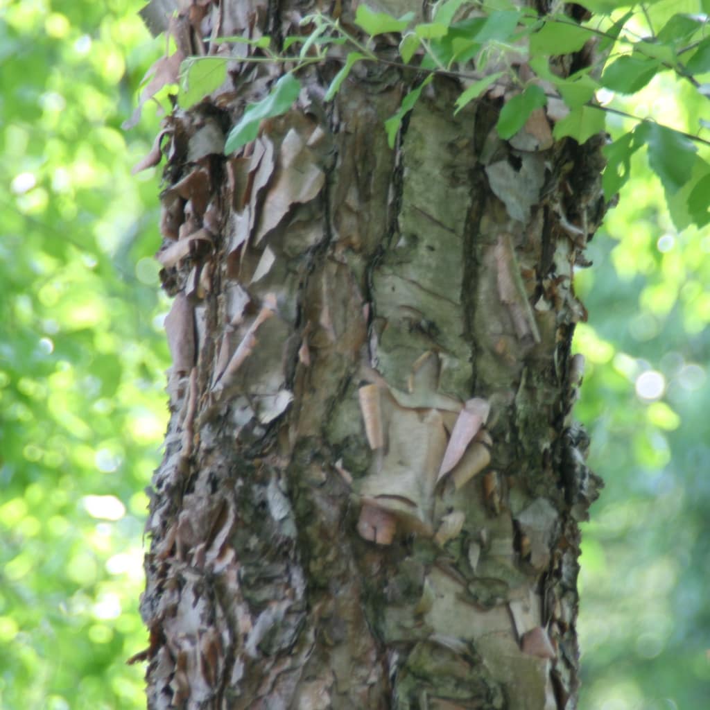 River Birch Tree For Sale - 1'-2' Bare Root Seedling Tree