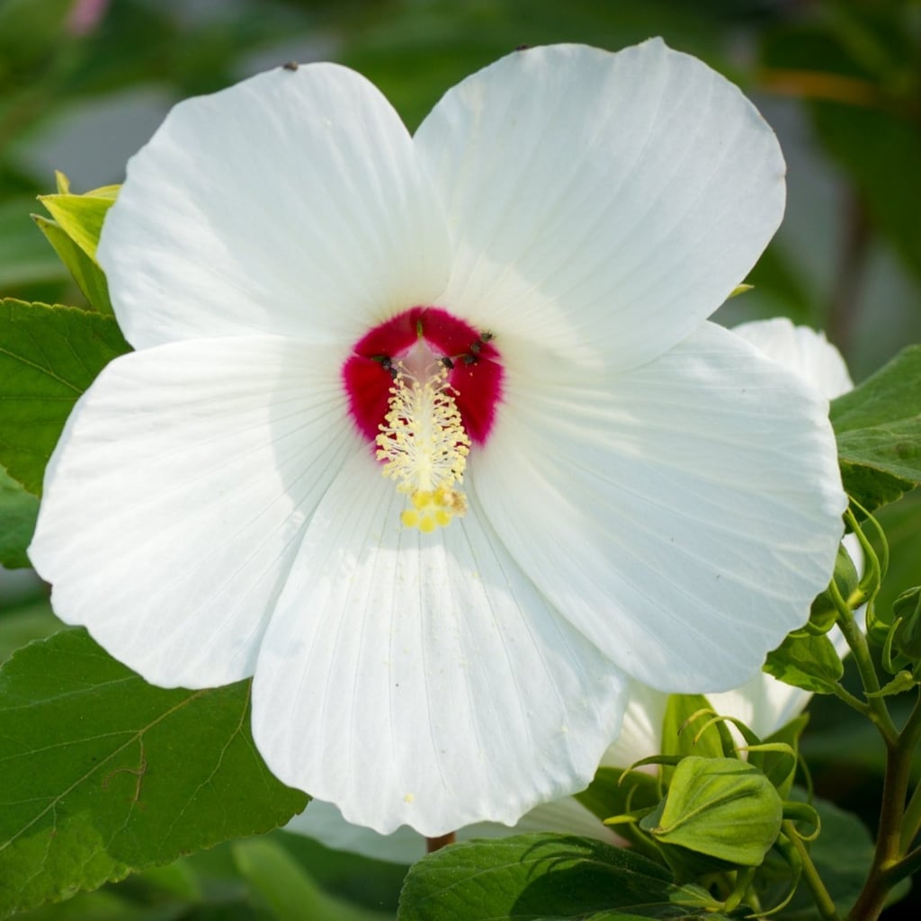 Rose Mallow Tree For Sale - 1'-2' Bare Root Seedling Tree