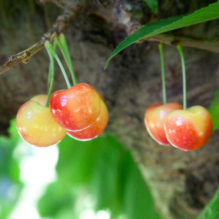 Montmorency Cherry Tree For Sale - 4'-5' Bare Root Grafted Tree
