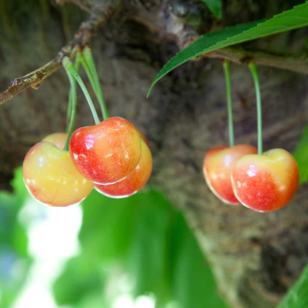 Royal Ann Cherry Tree For Sale - 4'-5' Bare Root Grafted Tree