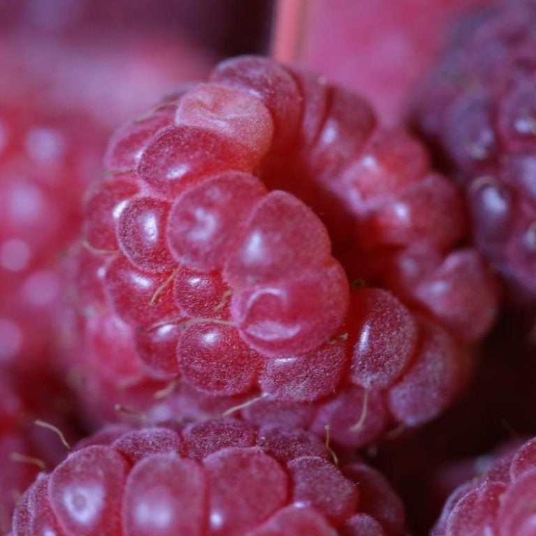 Purple Raspberries For Sale - Bare Root Raspberry Plants
