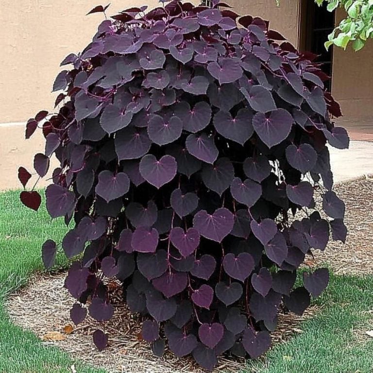 Ruby Falls Redbud Tree For Sale - 4'-5' Bare Root Grafted Tree