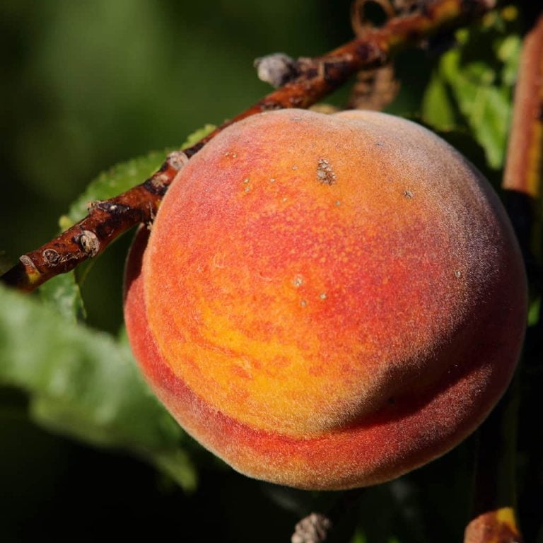 Sam Houston Peach Tree For Sale - 3'-4' Bare Root Grafted Tree