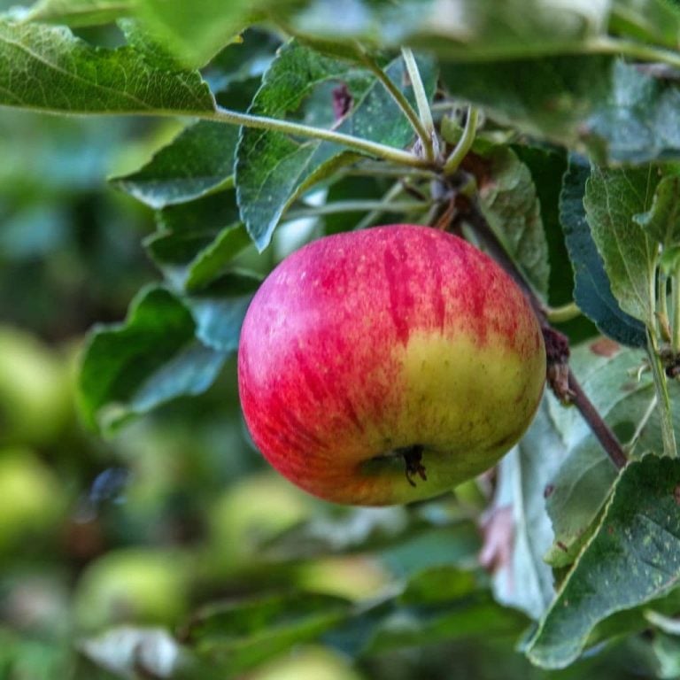 Sansa Apple Tree For Sale - 4'-5' Bare Root Grafted Tree
