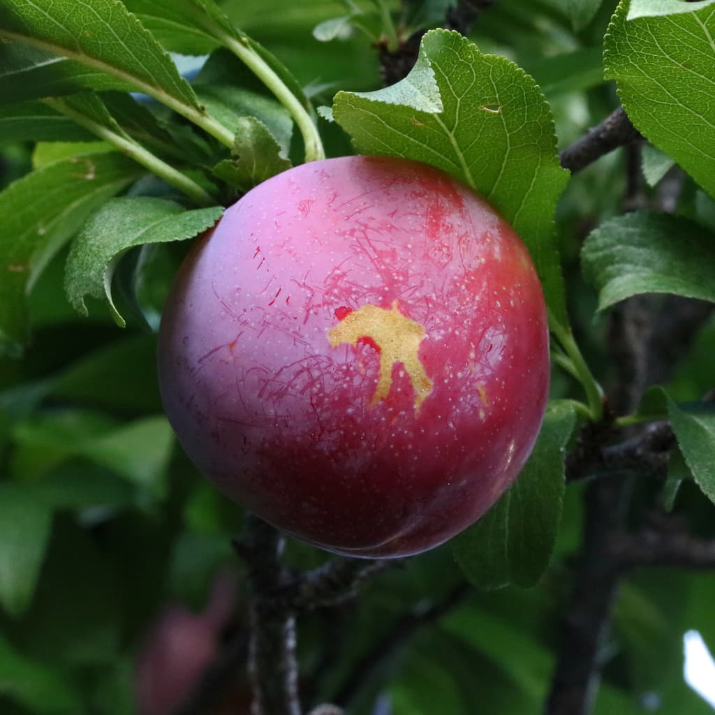 Santa Rosa Plum Tree For Sale - 4'-5' Bare Root Grafted Tree