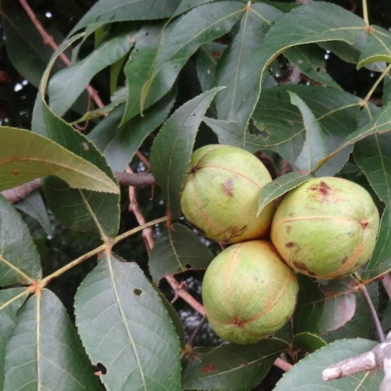 Shellbark Hickory Tree For Sale - 12"-18" Bare Root Seedling Tree