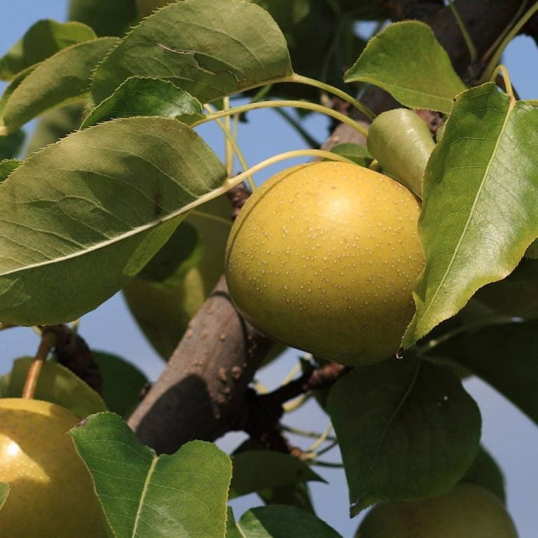 Shinseiki Asian Pear Tree For Sale - 4'-5' Bare Root Grafted Tree