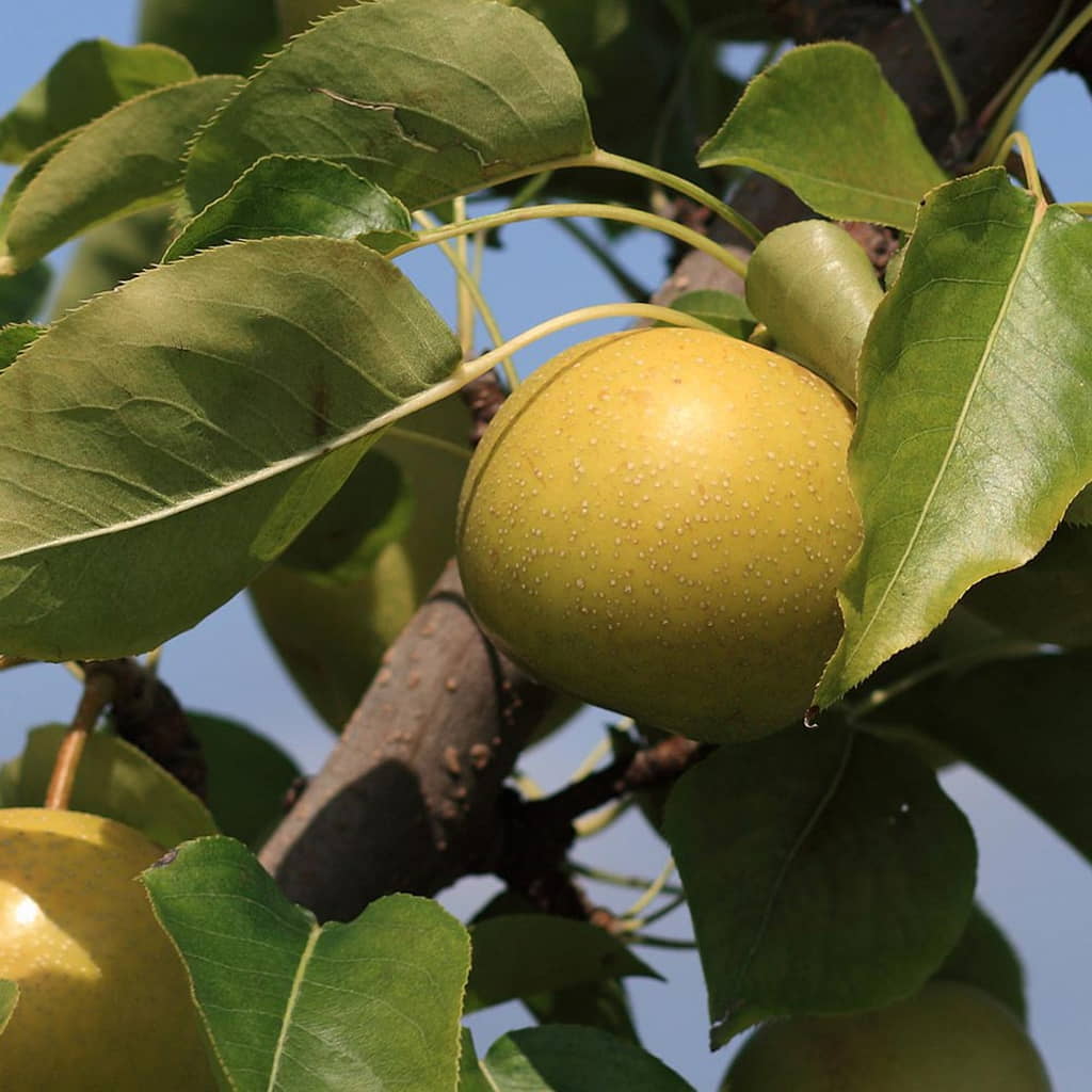 Shinseiki Asian Pear Tree For Sale - 4'-5' Bare Root Grafted Tree